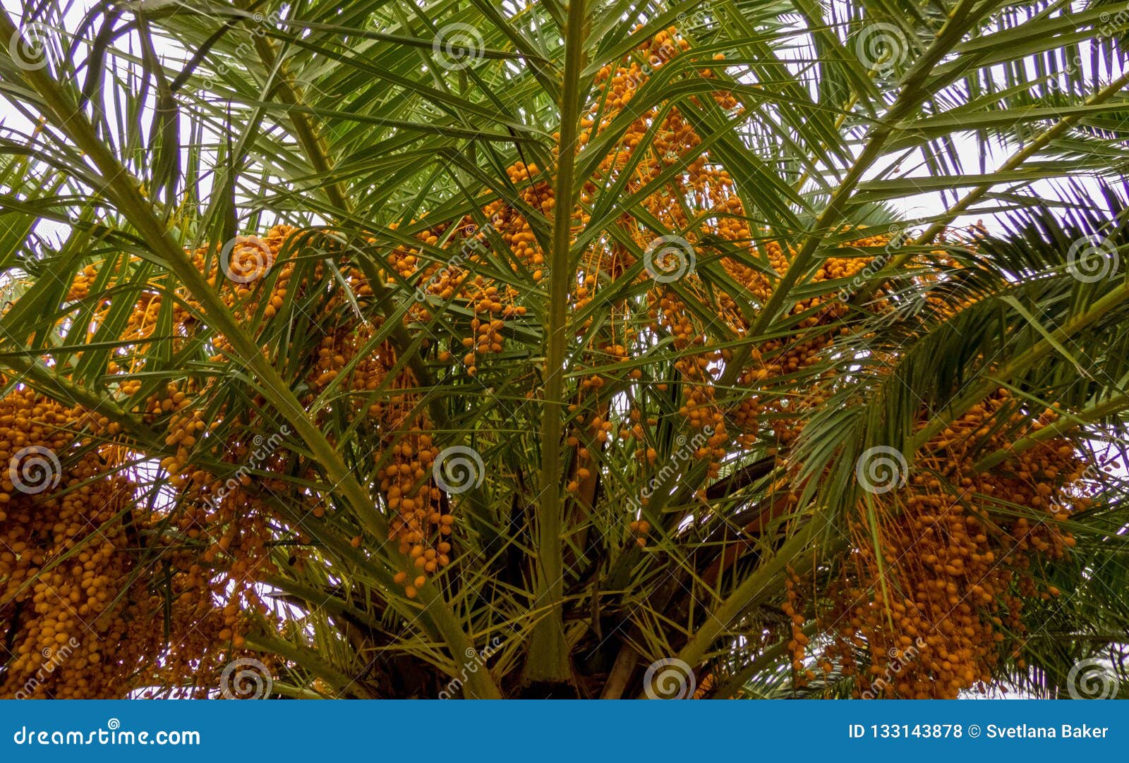 Palm Tree with Dates in the Garden Stock Photo - Image of nature ...
