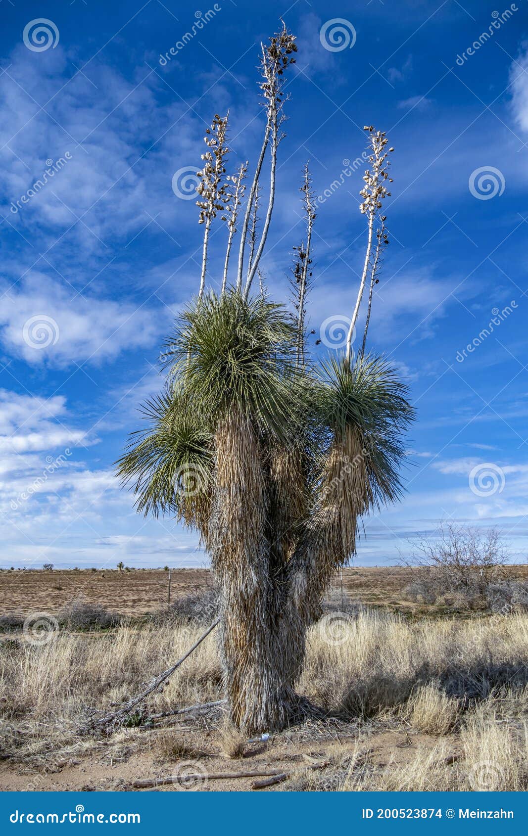 Palm Tree with Dead Branches in the Desert in New Mexico Stock Photo ...