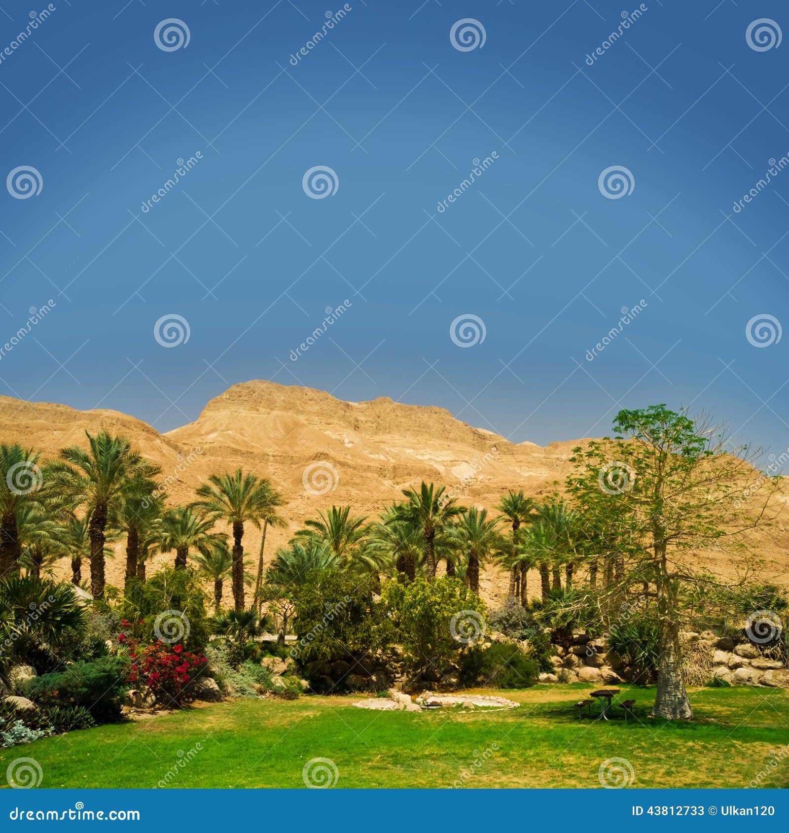 Palm Tree in the Desert with Sand Dunes Stock Image - Image of rock ...