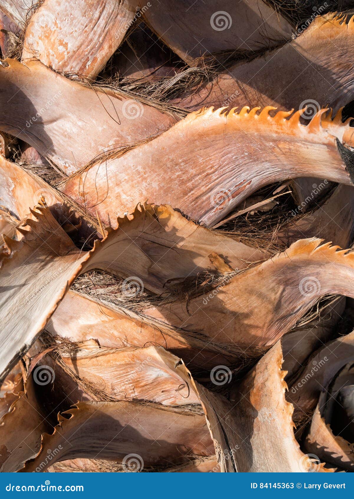 Top Detail Of Palm Tree Background Texture Pattern Trunk. Palm Stem ...