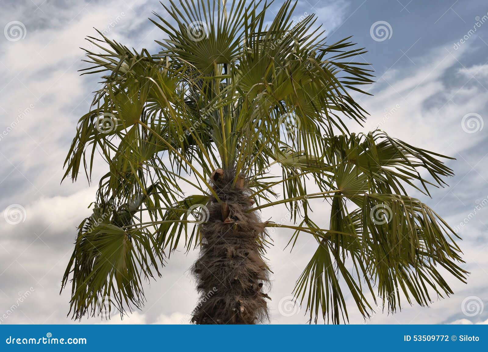 Palm tree stock photo. Image of palmetto, treetop, nature - 53509772