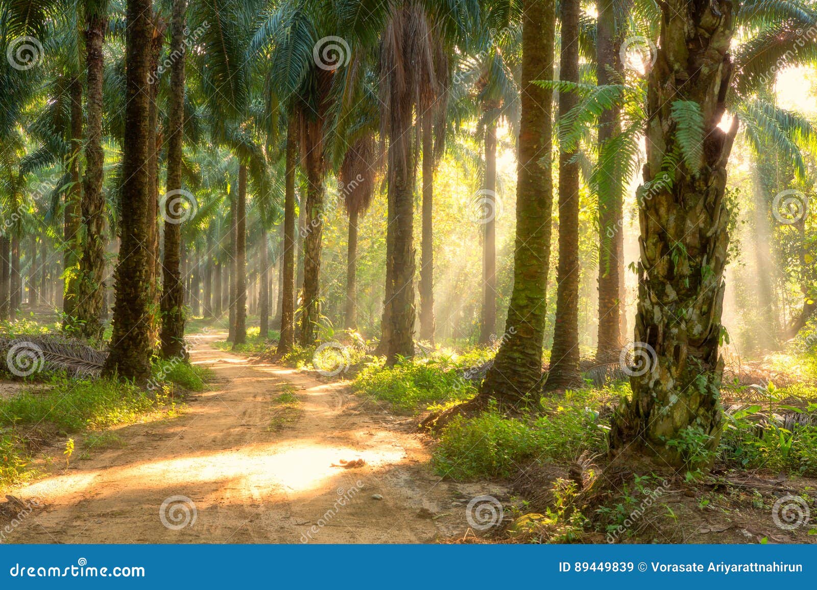 Palm Tree and Dirt Path with Ray Light in Morning Stock Image - Image ...
