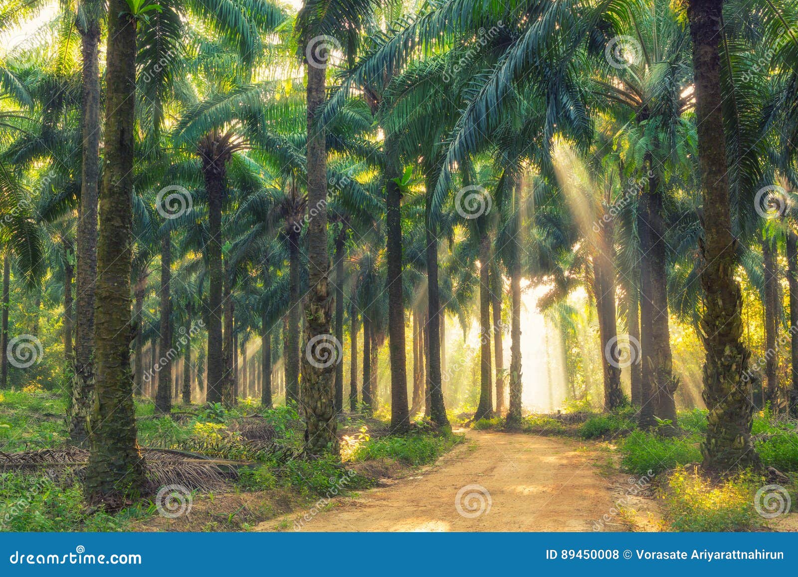 Palm Tree and Dirt Path with Ray Light in Morning Stock Photo - Image ...