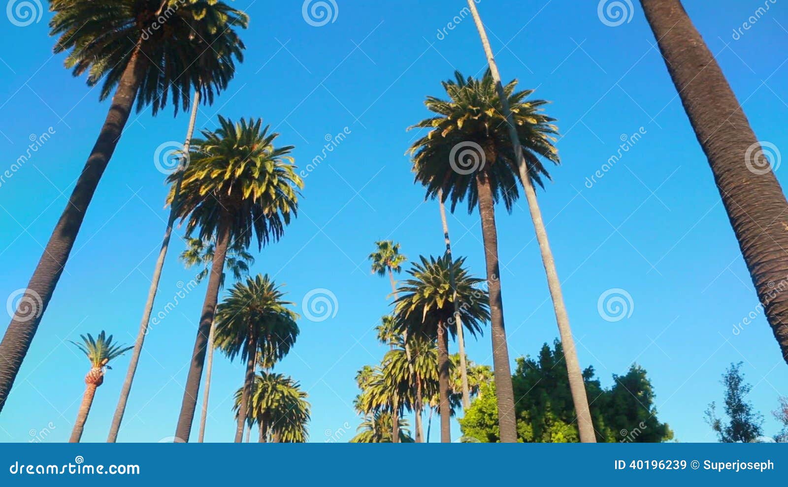 Palm Tree Drive stock video. Video of drive, actor, journey - 40196239