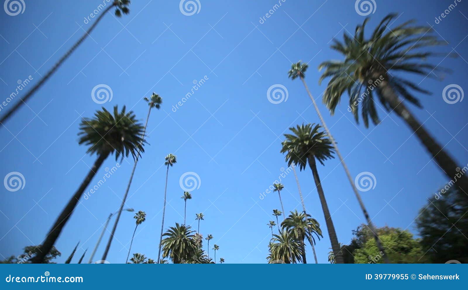 Palm Tree Drive stock video. Video of travel, sunny, hills - 39779955