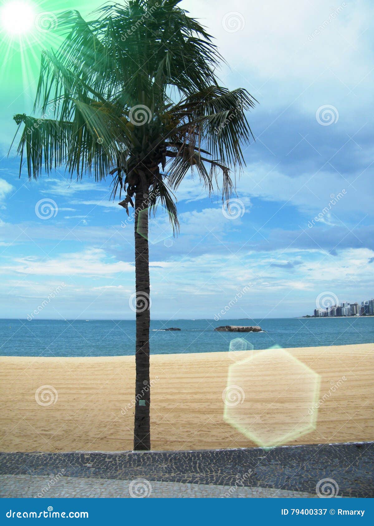 Palm tree on edge of beach stock image. Image of beach - 79400337