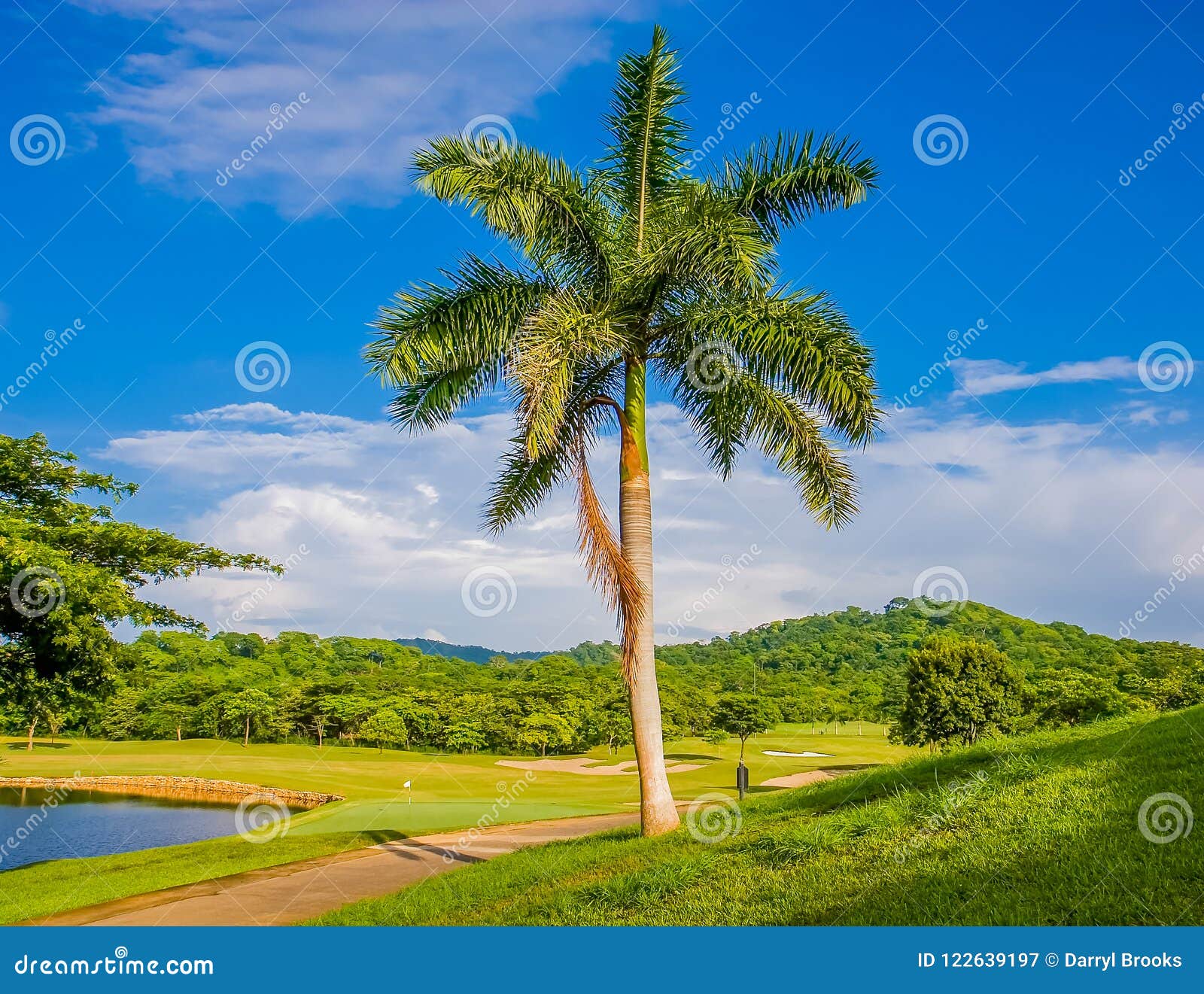 Palm Tree on Golf Course stock image. Image of golf - 122639197