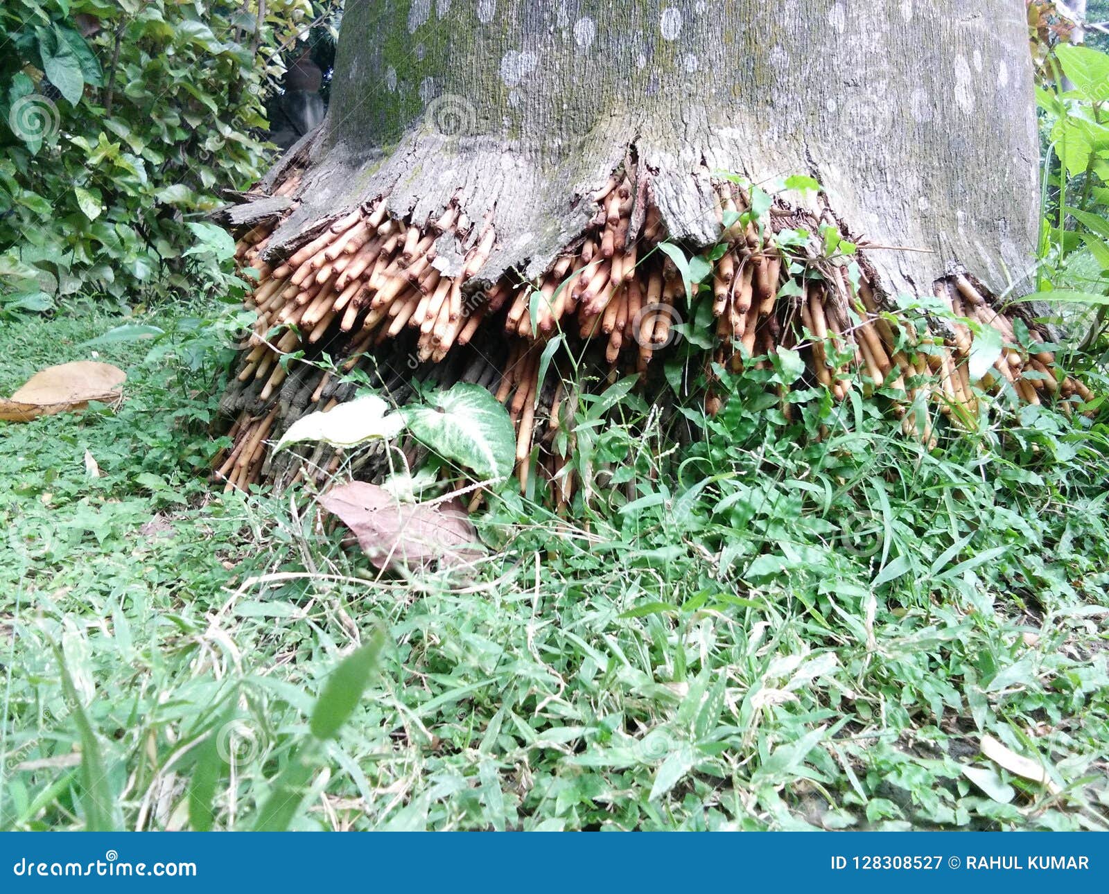 Palm Tree stock image. Image of stilt, emerging, tree - 128308527