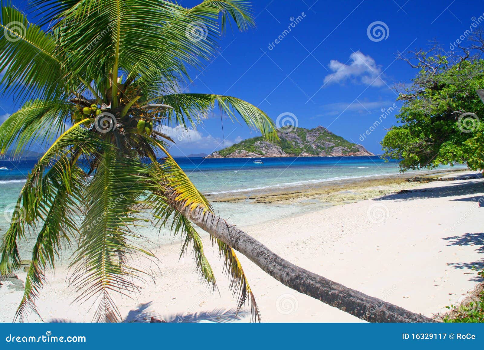 Palm tree on empty beach stock image. Image of beautiful - 16329117