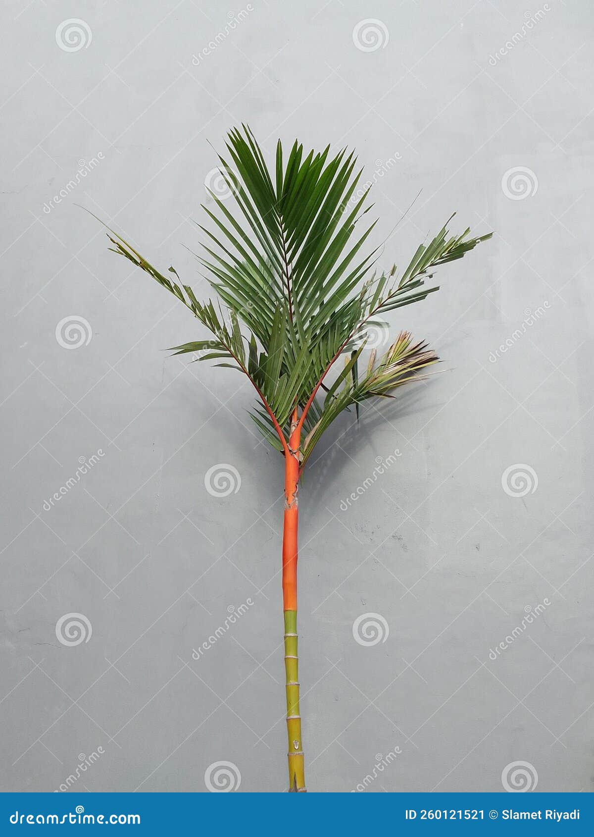 Palm Tree on Eyes Angle and Architecture in the Sumer Stock Image ...