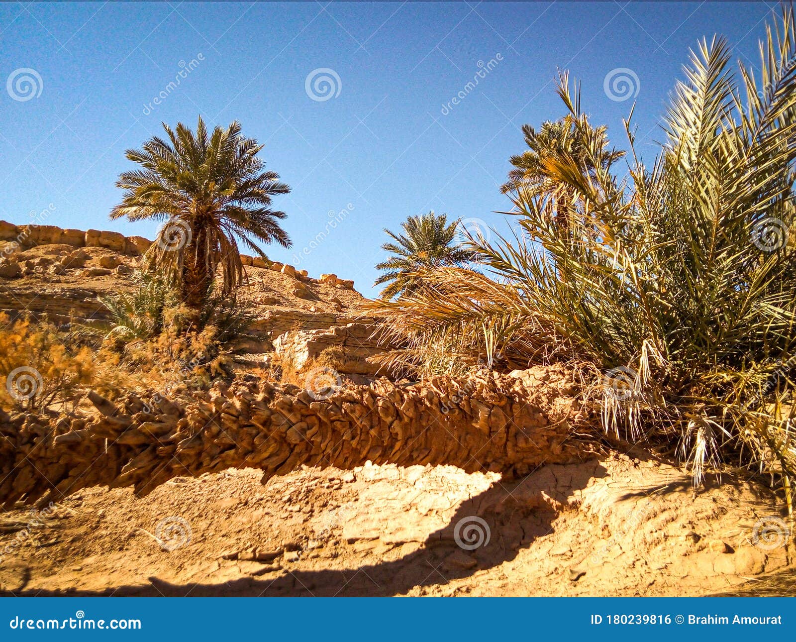 Algerian Sahara Desert Golden Sand Dunes And Palm Trees Royalty-Free ...