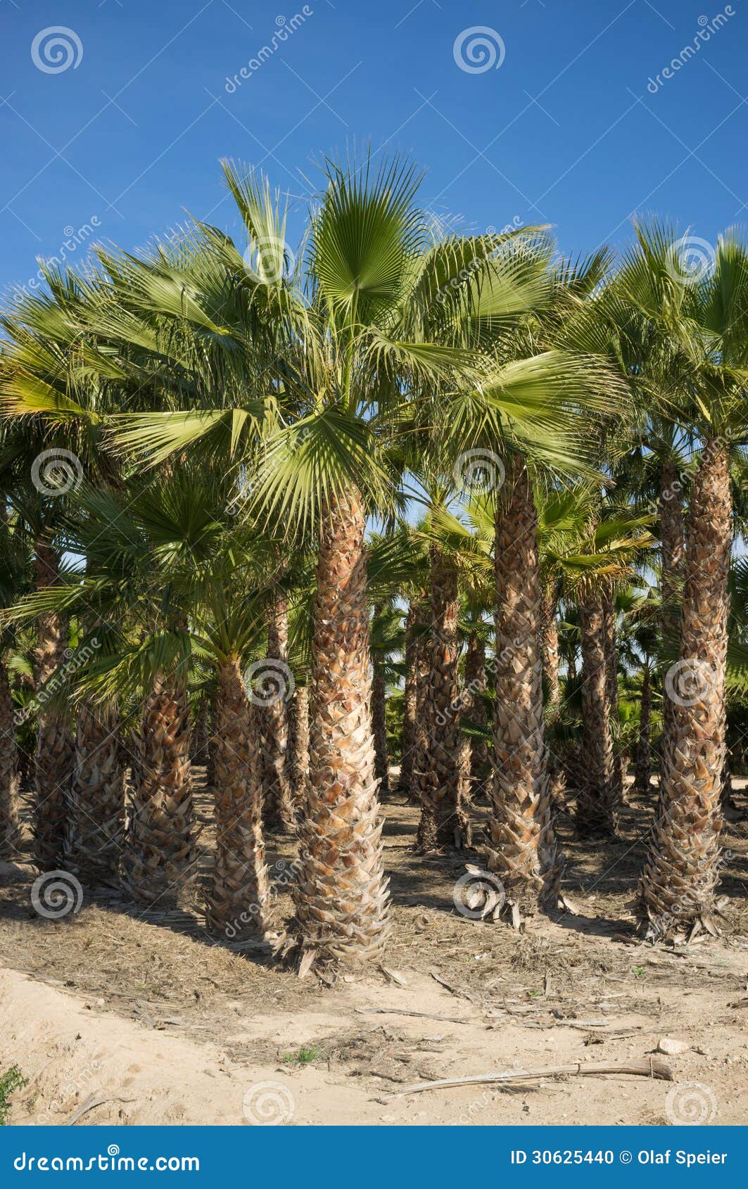 Palm tree farm stock photo. Image of tropical, grow, palm - 30625440