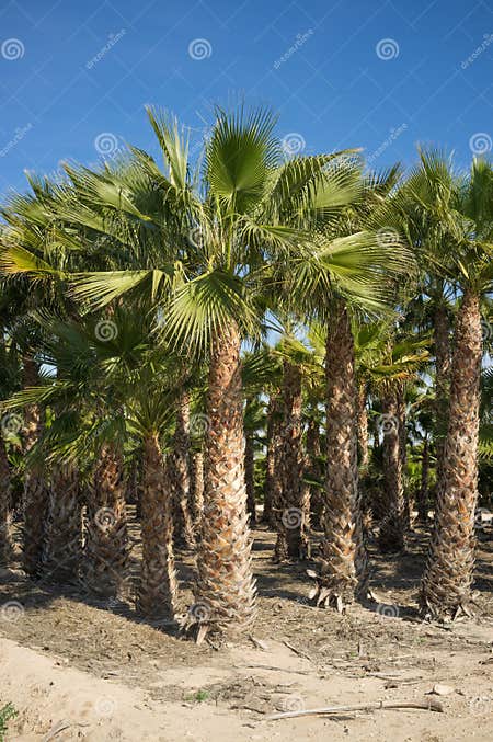 Palm tree farm stock photo. Image of tropical, grow, palm - 30625440