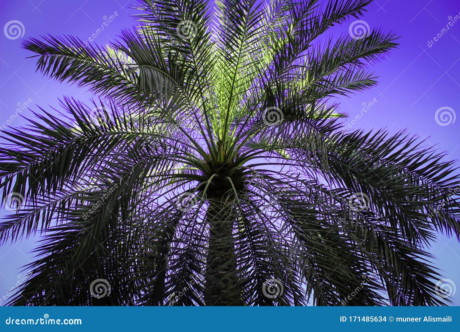 Palm-tree in farm stock photo. Image of plant, farm - 171485634