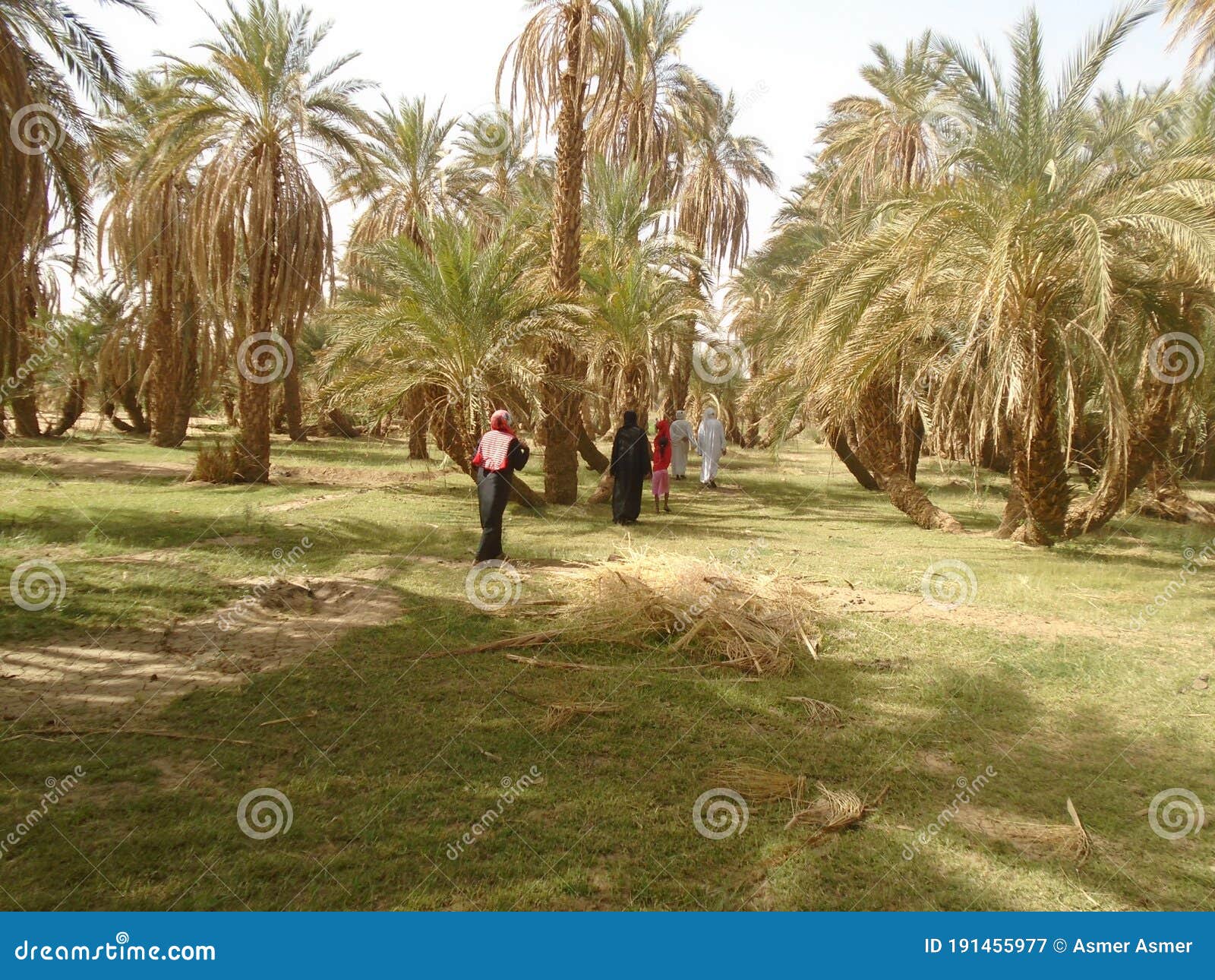 On a palm tree farm editorial photography. Image of tour - 191455977