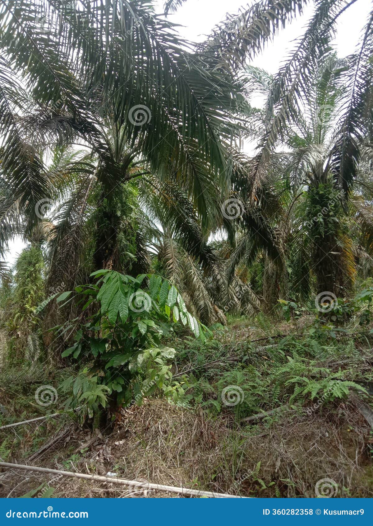 Palm Tree Farming Zoo Nature Stock Photo - Image of tree, faing: 360282358