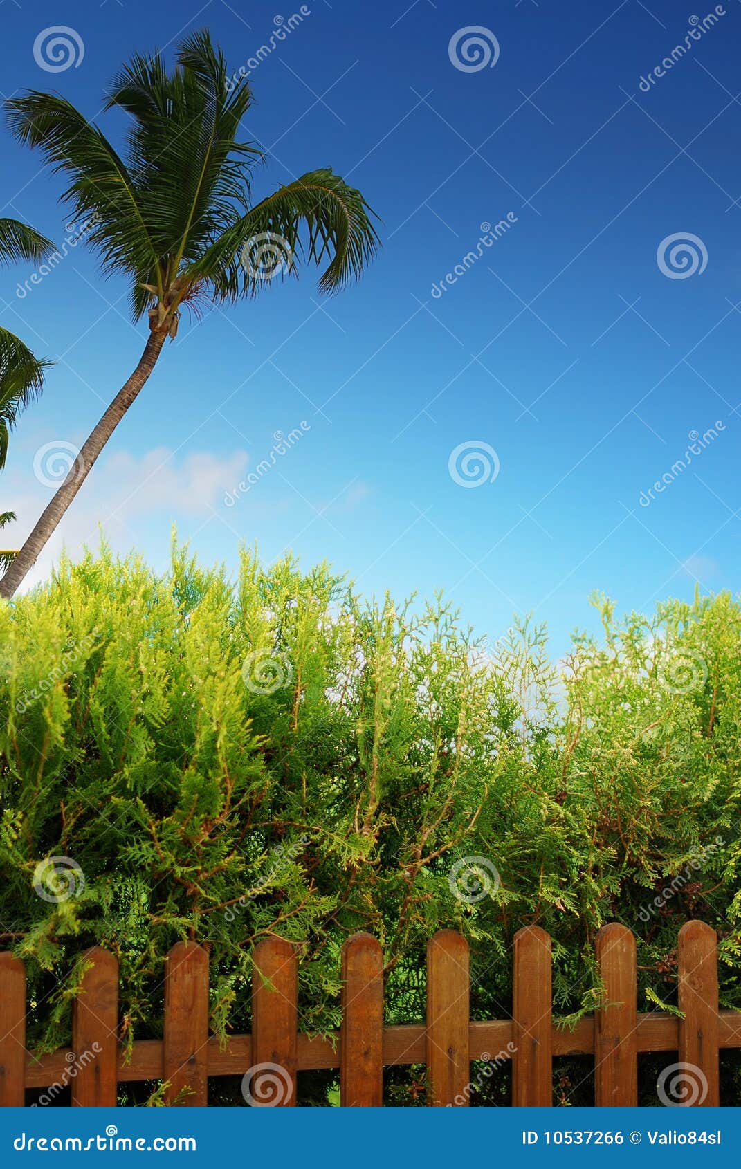 Palm Tree, Fence and Blue Sky Stock Photo - Image of rural, tree: 10537266