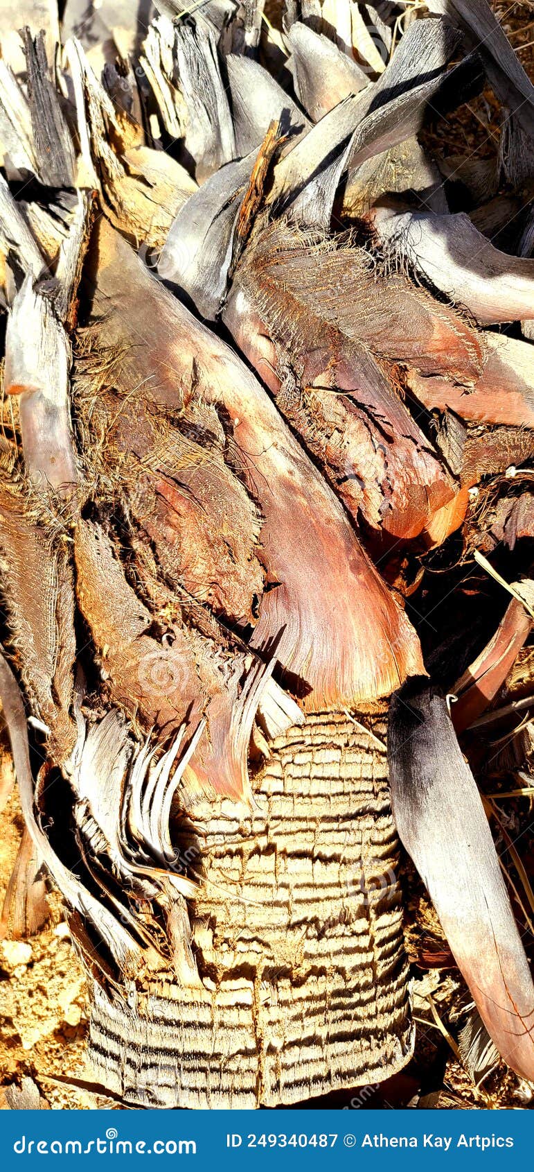 Palm Tree Fiber Leaves Dried Stock Image - Image of iron, seafood ...