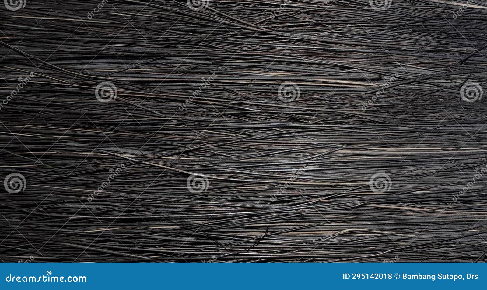 Palm Tree Fibers stock photo. Image of fruit, tools - 295142018
