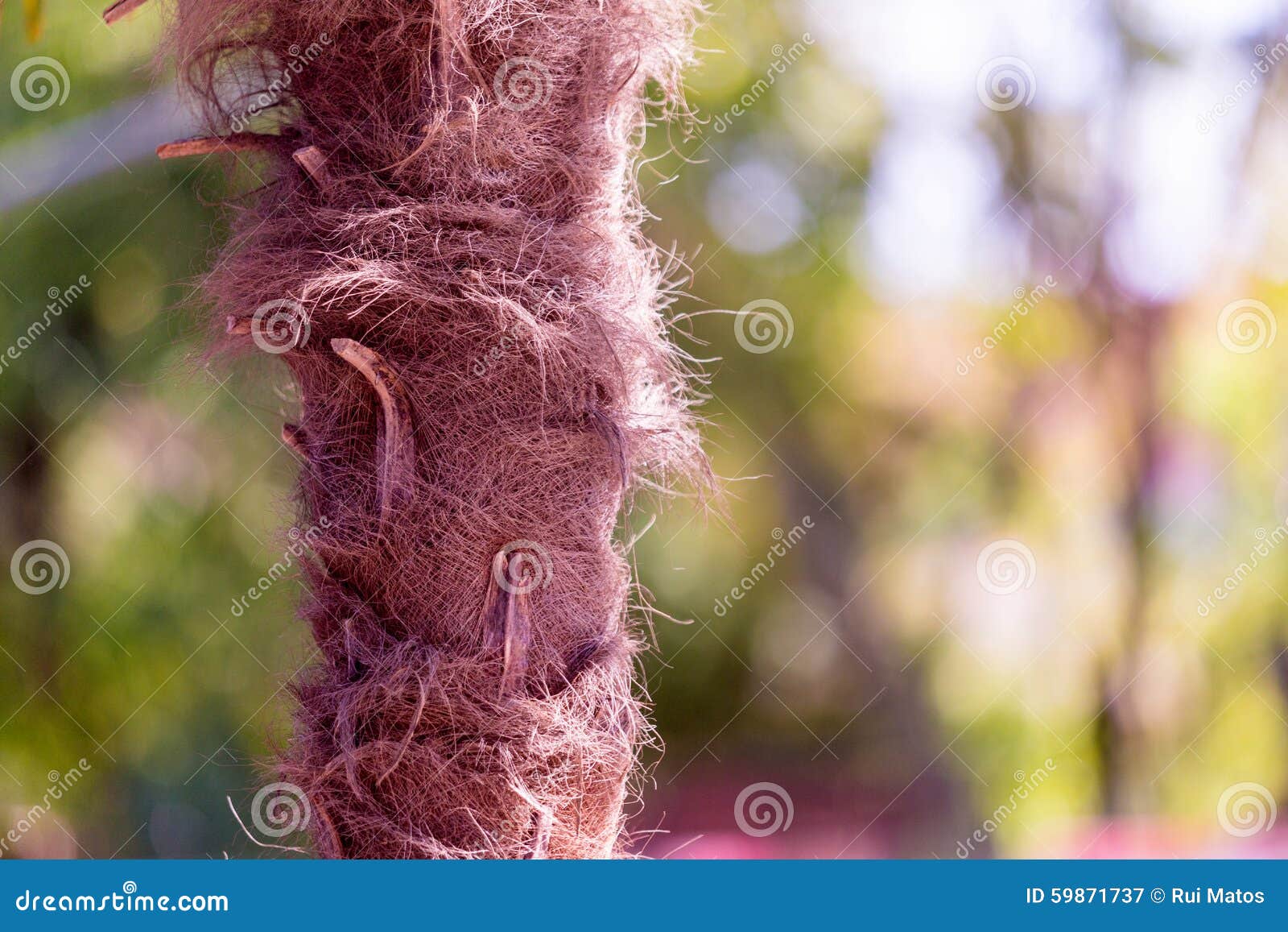 Palm tree fibers stock image. Image of fiber, hair, fibrous - 59871737