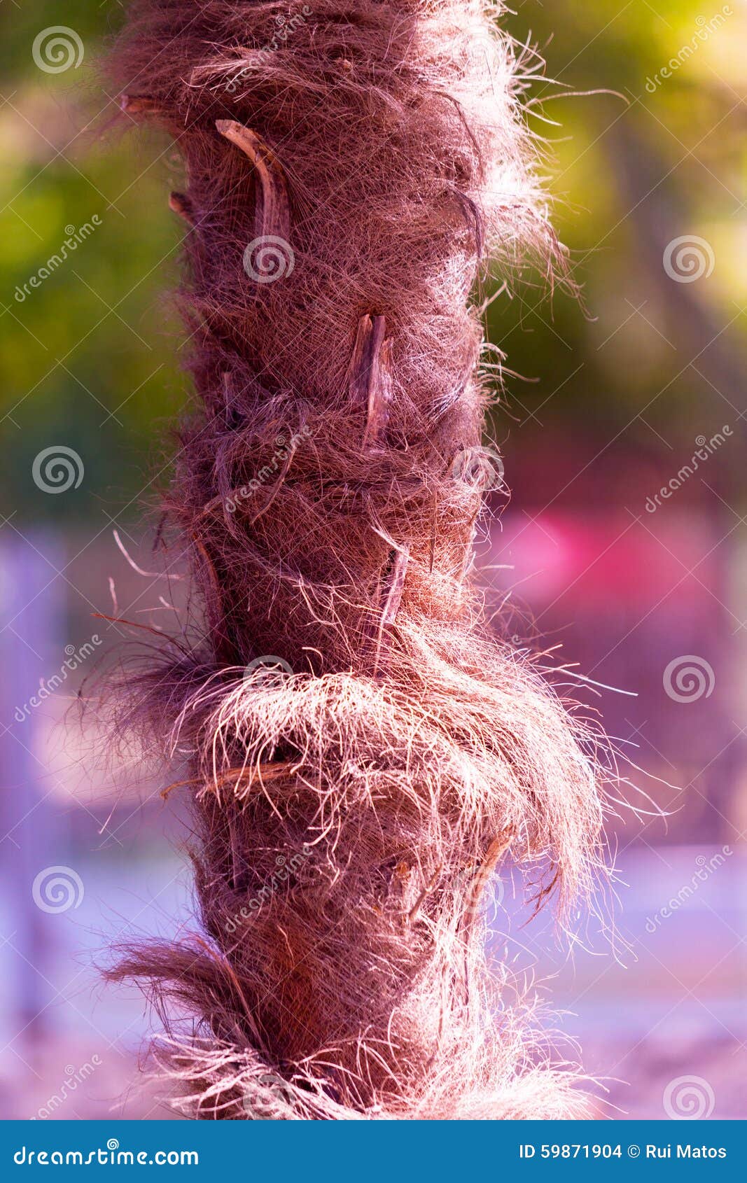 Palm tree fibers stock photo. Image of chit, hair, fronds - 59871904