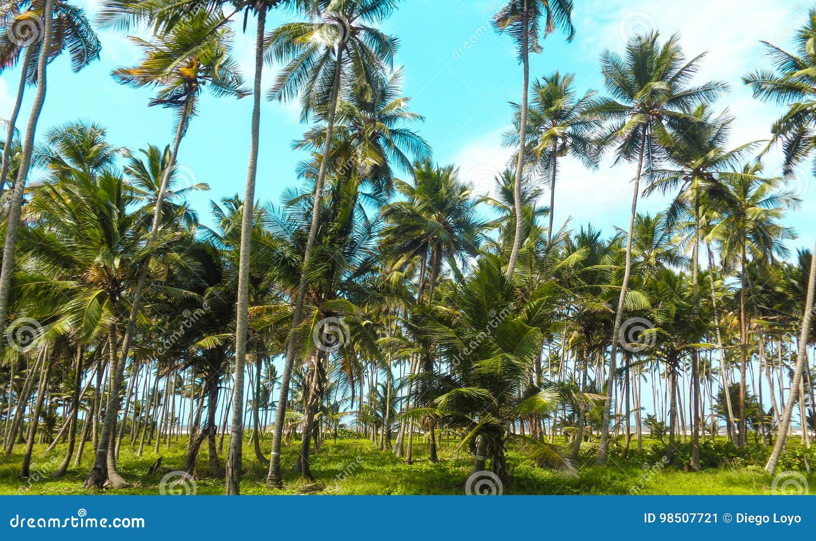Palm Tree Field stock image. Image of beach, full, field - 98507721