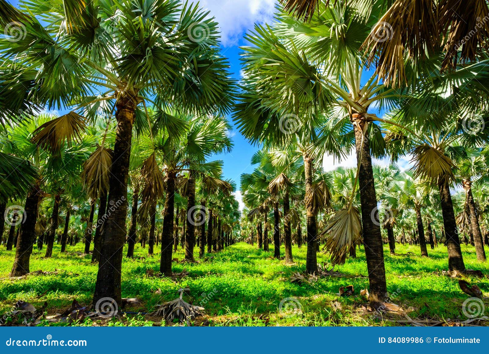 Palm tree field stock photo. Image of farmland, growing - 84089986