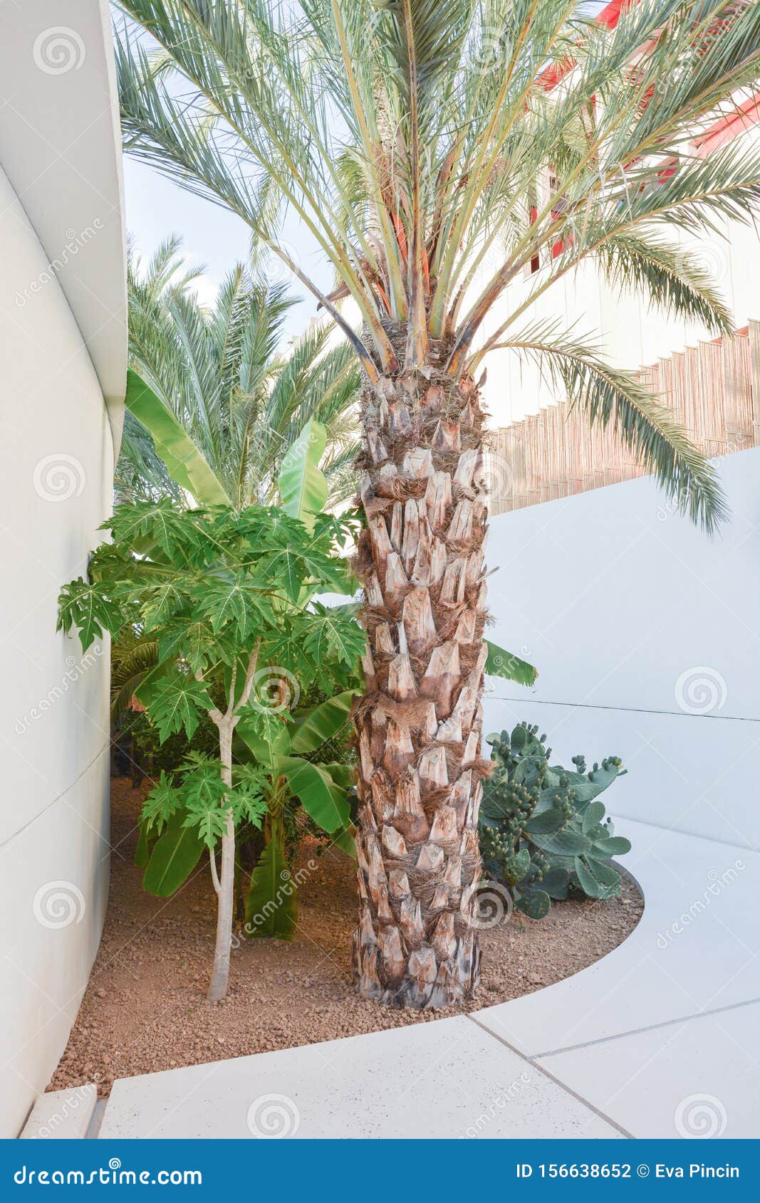 Palm Tree and Figs, with Modern Withe Background. Stock Photo - Image ...