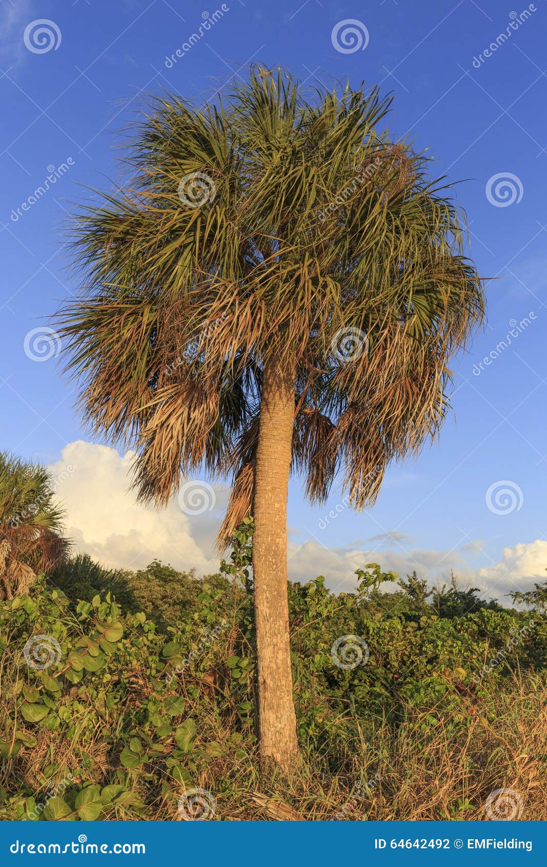 Palm tree in Florida stock photo. Image of fort, palm - 64642492