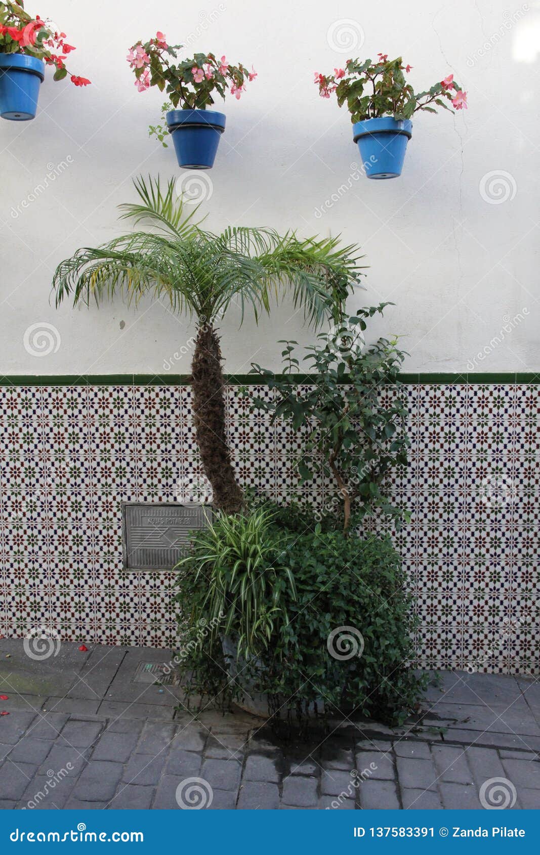 Palm tree stock image. Image of flower, beautiful, tree - 137583391