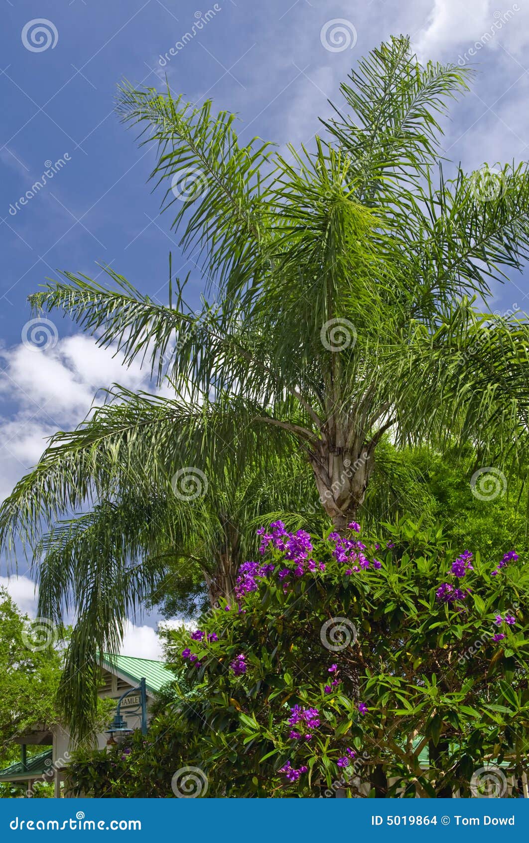 Palm tree and flowers stock photo. Image of monocot, nature - 5019864