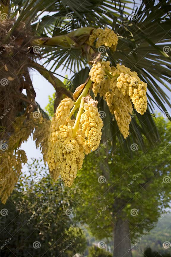 Palm tree flowers stock image. Image of trees, treetop - 5744095