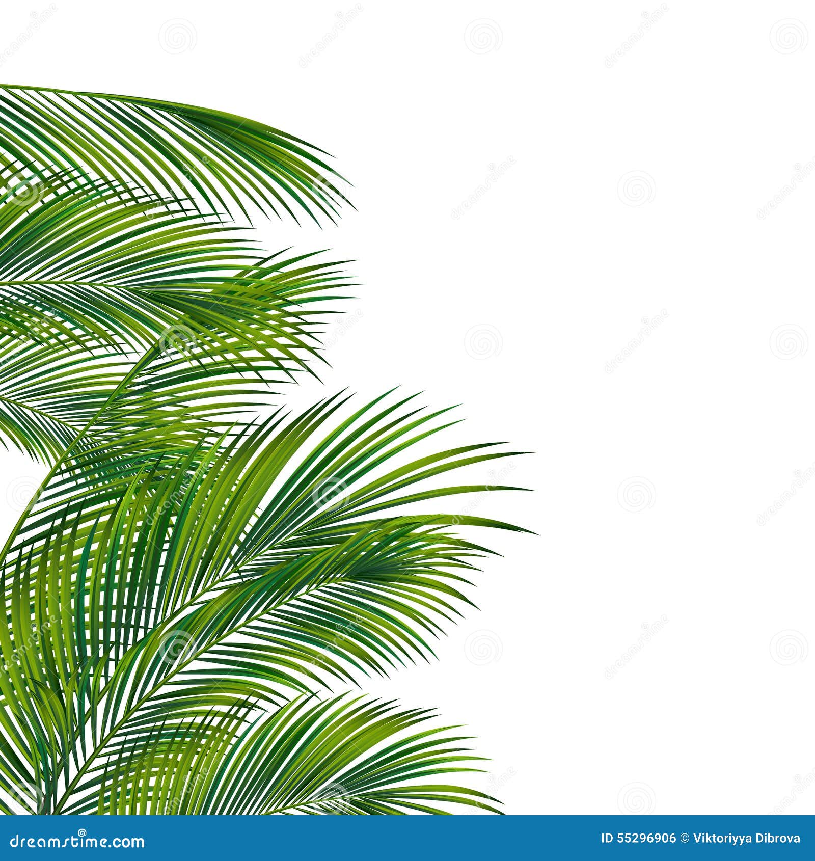 Palm Tree Silhouette. Shadow Palm Tree, Isolated On Transparent ...