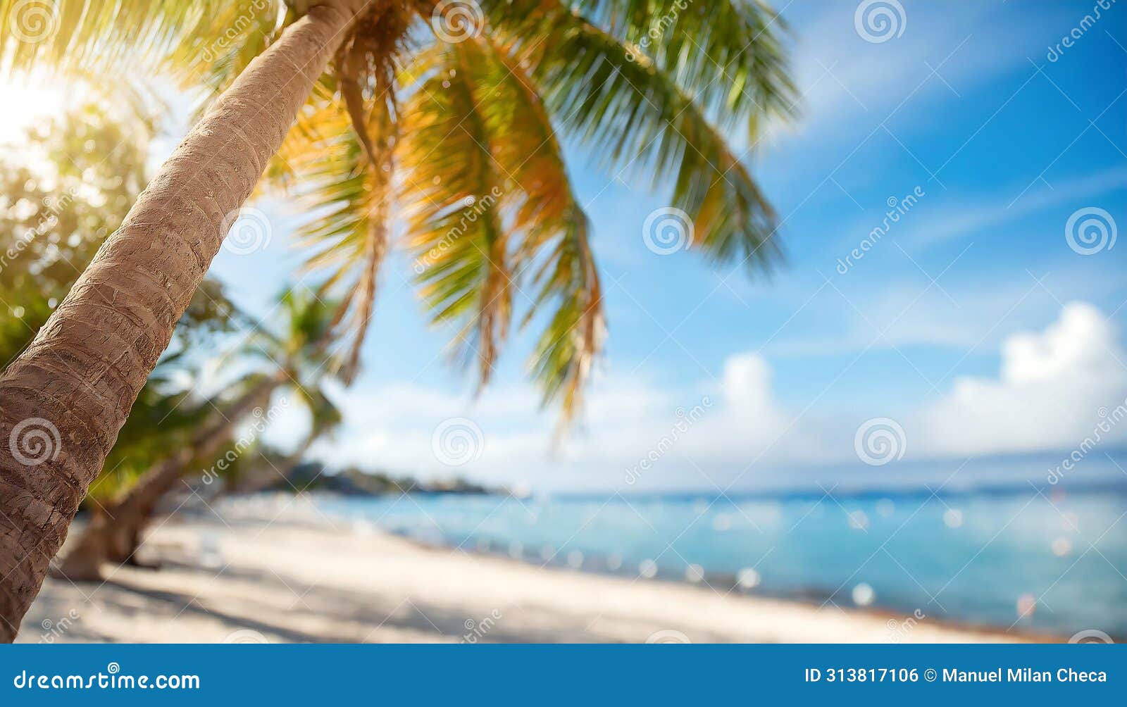 A Palm Tree is in the Foreground of a Beach Scene. the Palm Tree is the ...