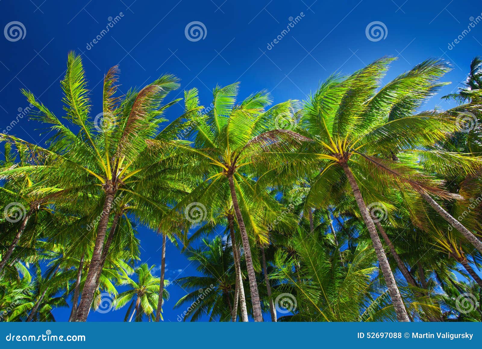 Palm Tree Forest Against the Blue Sky Stock Photo - Image of tropical ...