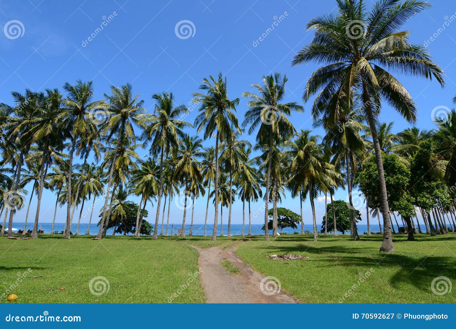 Palm Tree Forest in Bali, Indonesia Stock Image - Image of swimming ...