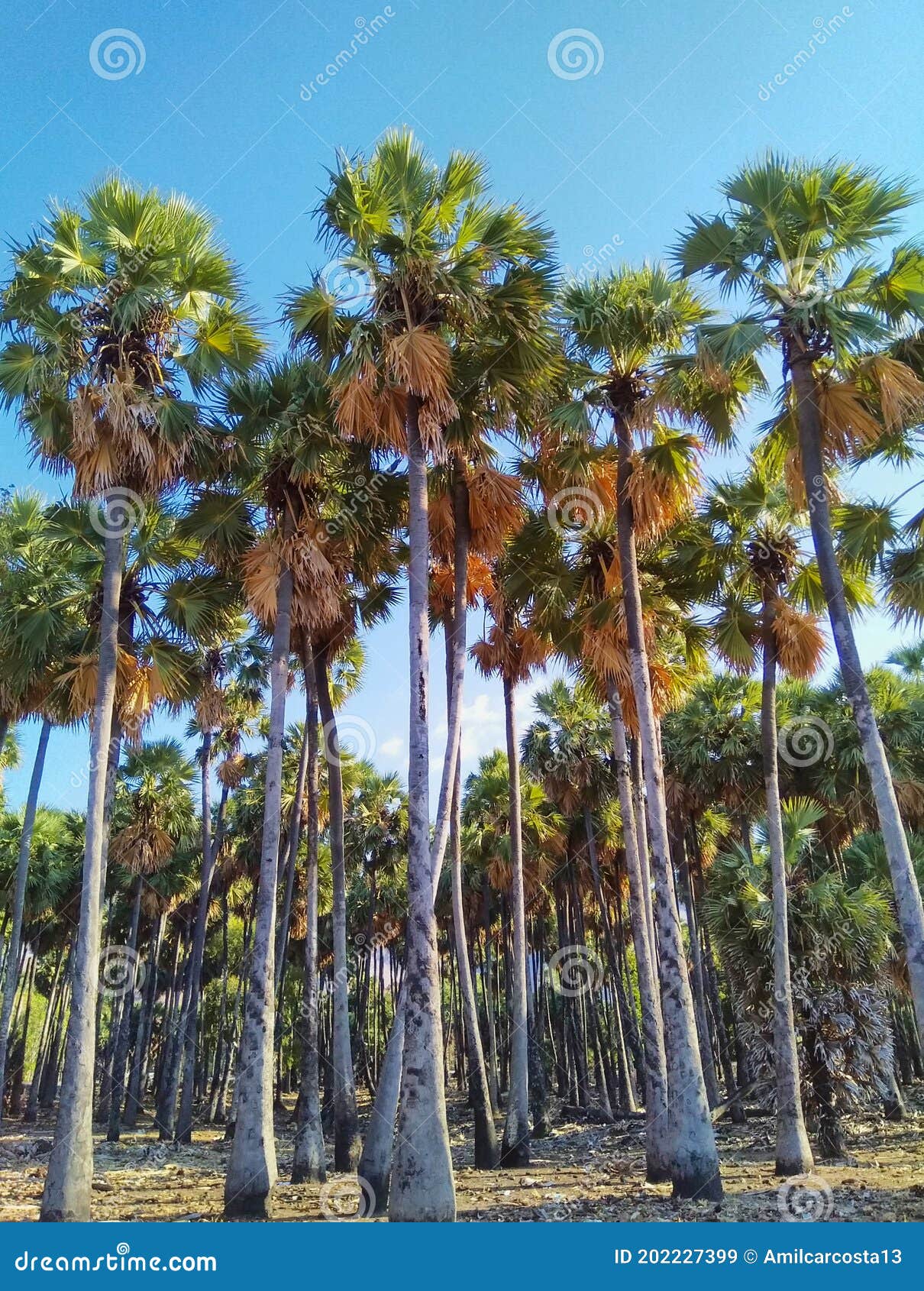 Palm Tree Forest with Blue Sky in Metinaro, Timor-Leste. Stock Image ...