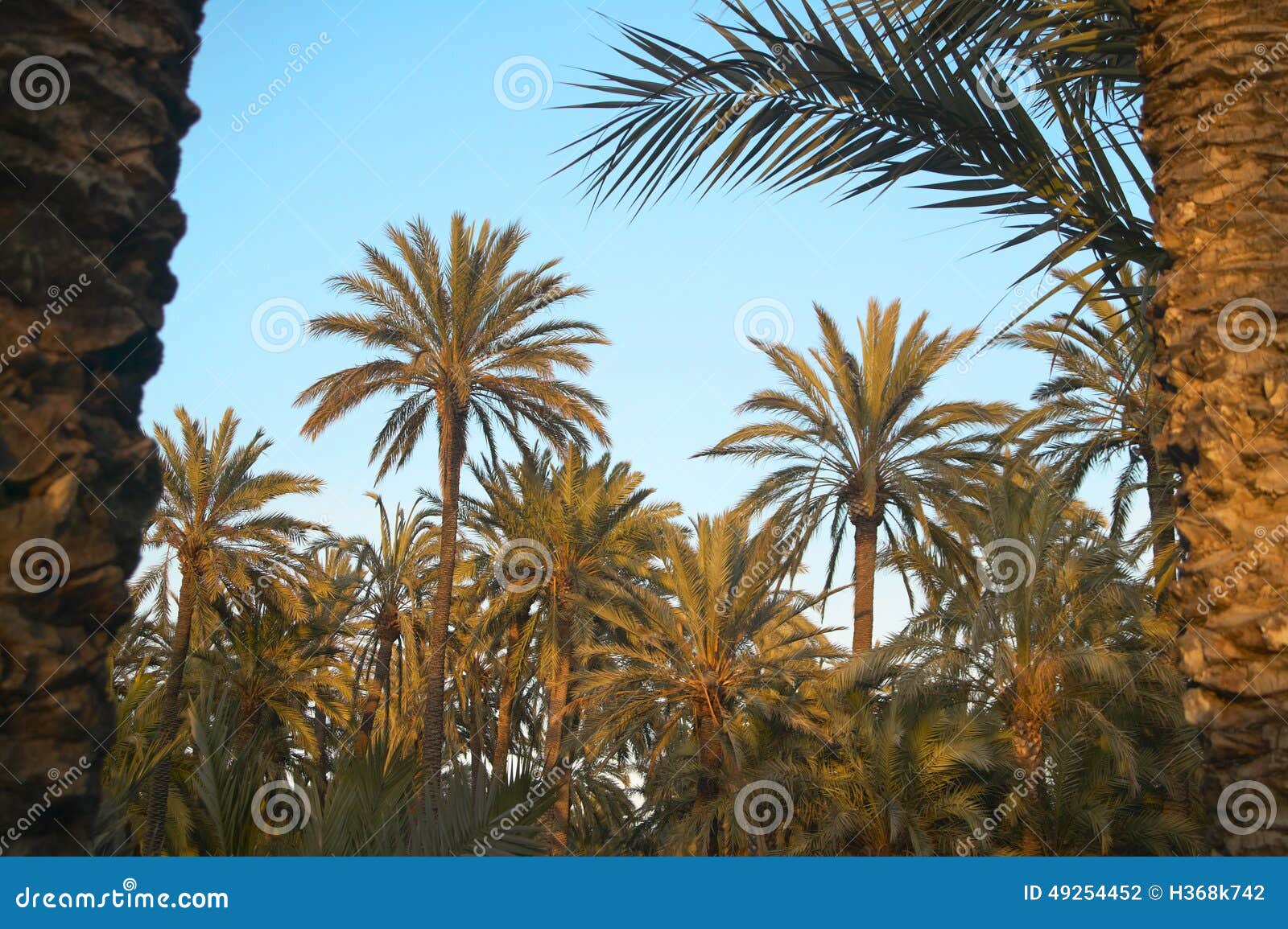 Palm Tree Forest in Elche. Oasis Stock Photo - Image of spain, beauty ...