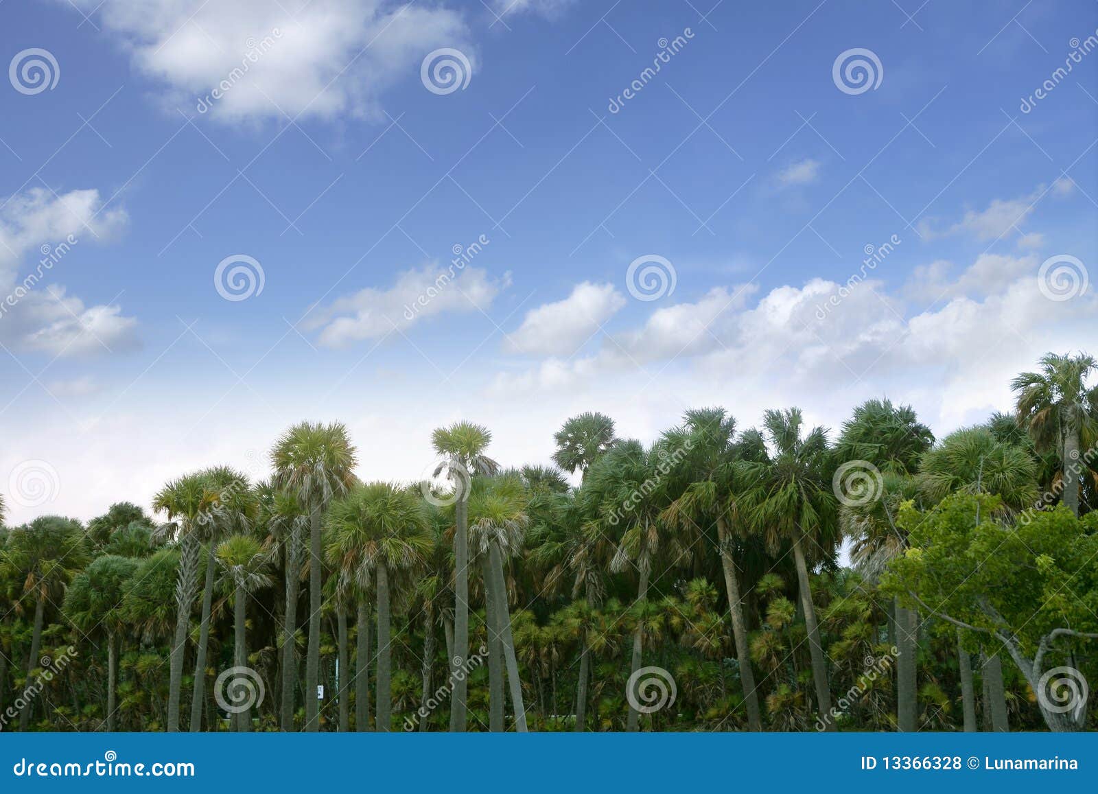 Palm Tree Forest in Florida Blue Summer Tropical Stock Photo - Image of ...