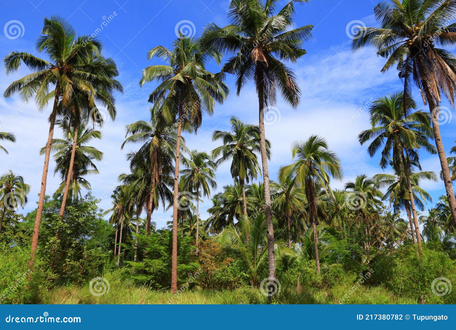 Palm tree forest stock photo. Image of sunny, beautiful - 217380782
