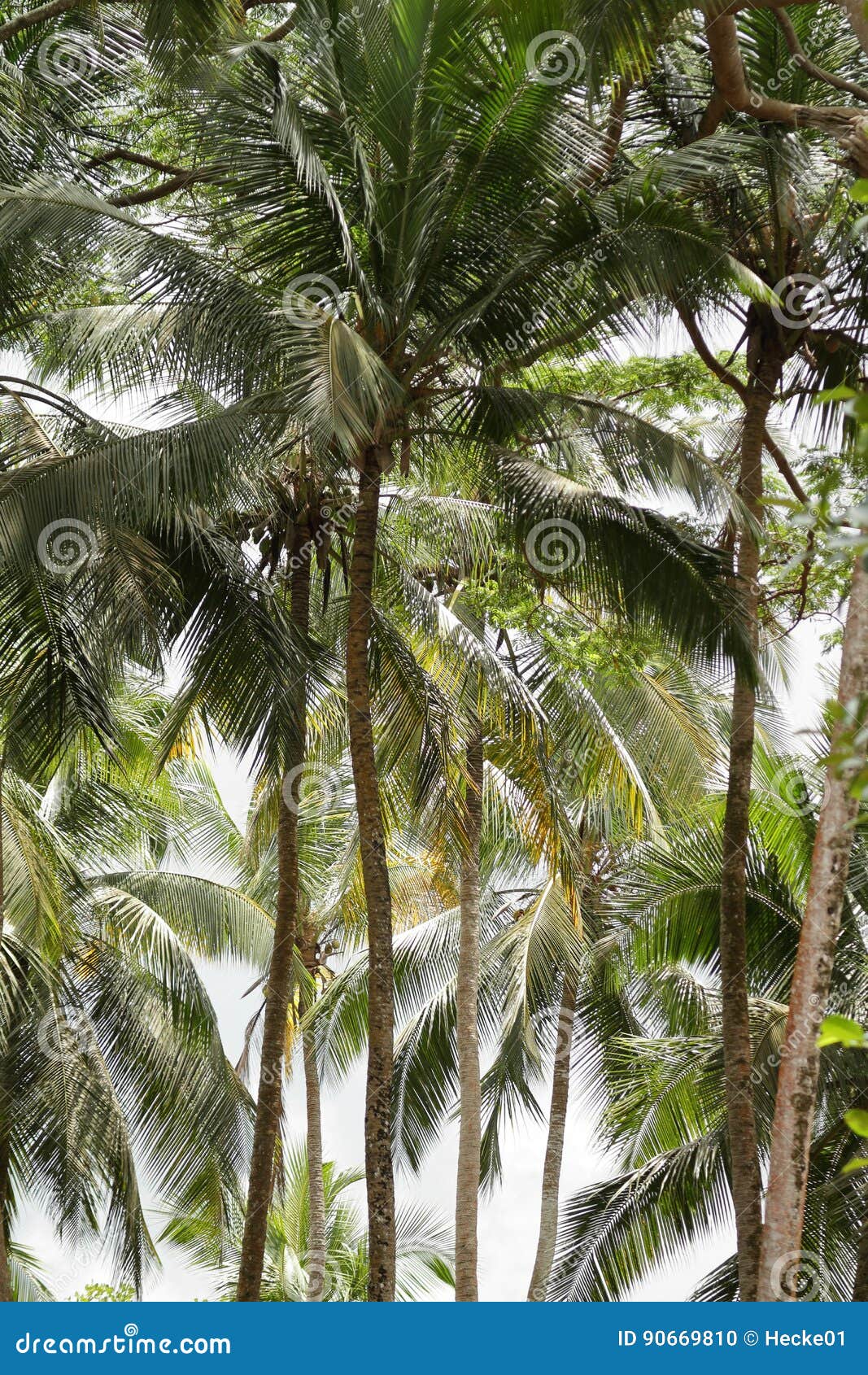 Palm Tree Forest in Zanzibar Stock Photo - Image of forest, africa ...