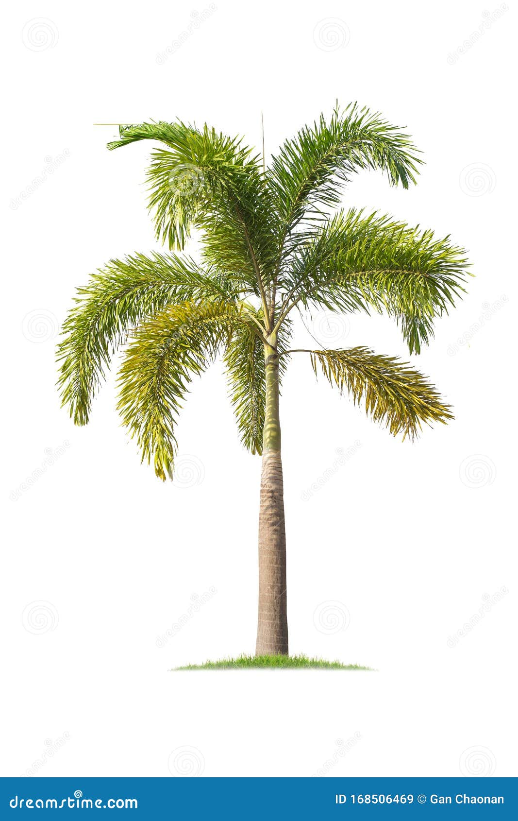Palm Tree Foxtail Palm Isolated on White Background Stock Image - Image ... Palm Tree Foxtail Palm Isolated on White Background Stock Image - Image ...