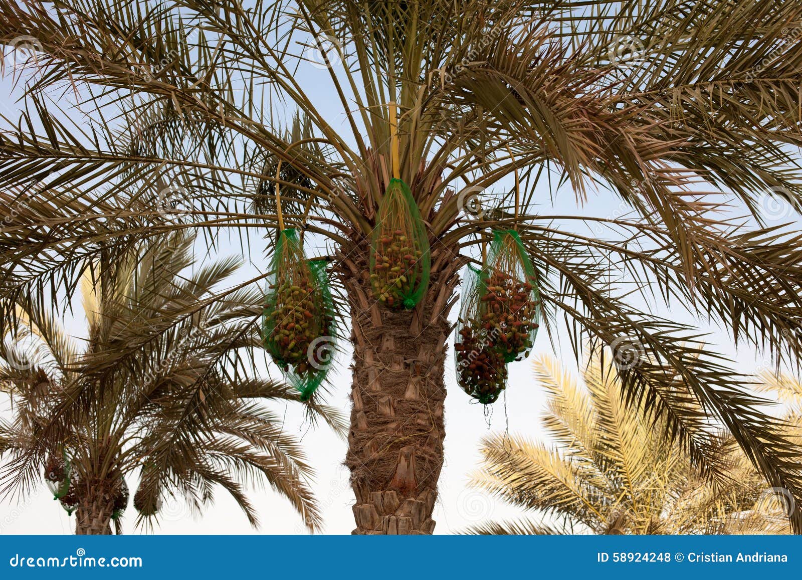 Palm Tree with Fresh Ripe Dates Stock Photo - Image of botanical ...