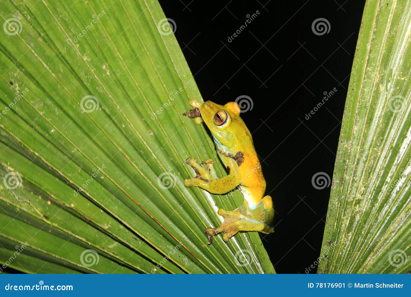 Palm Tree Frog Sitting on a Leave, Mindo, Ecuador Stock Image - Image ...