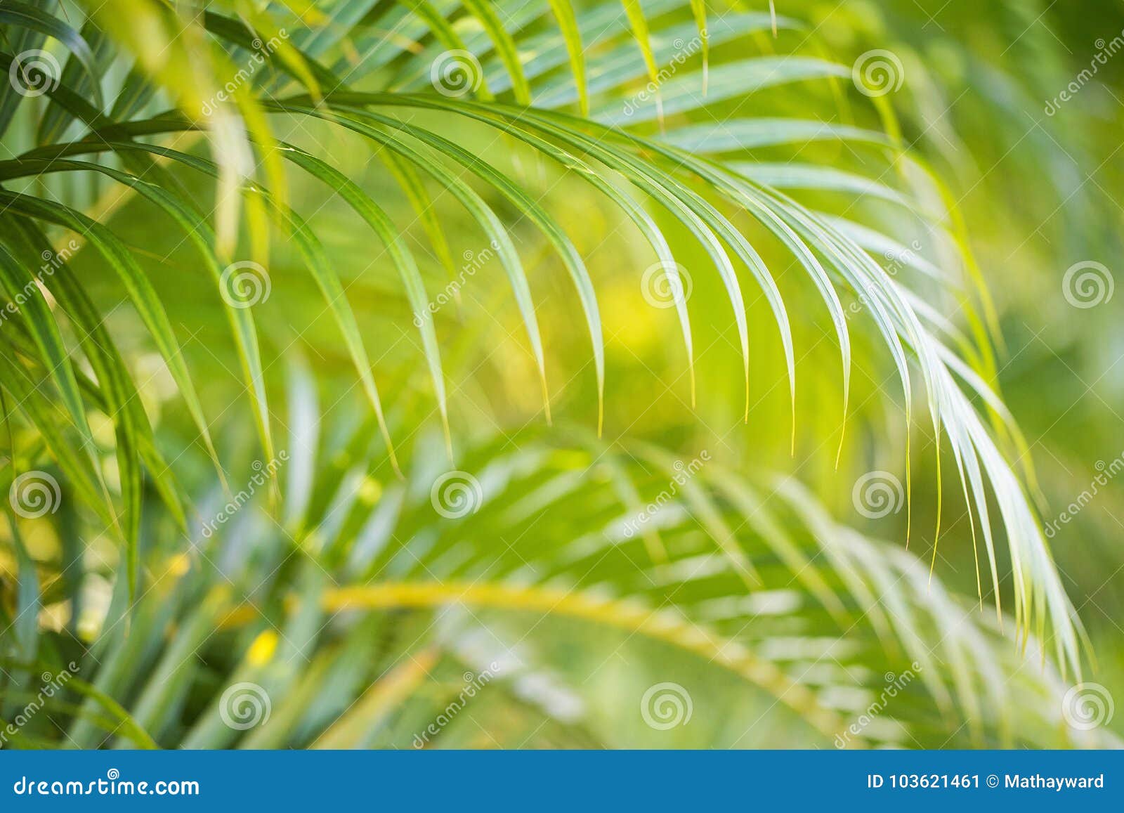 Palm Tree frond stock image. Image of foliage, vacation - 103621461
