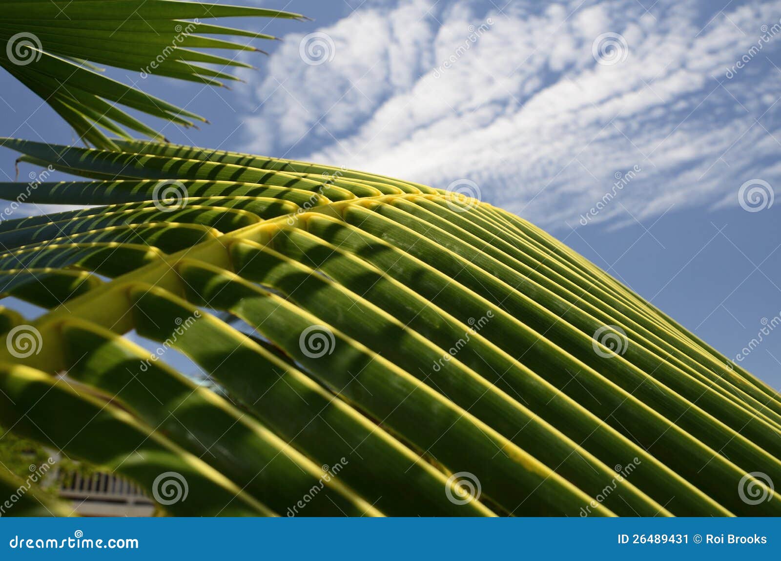 Palm tree fronds stock image. Image of coconut, leaves - 26489431