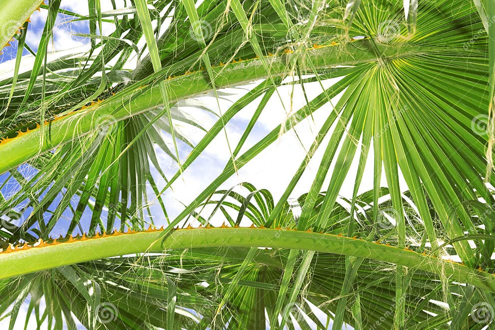 Palm Tree Fronds stock image. Image of fronds, green, tropical - 9332733