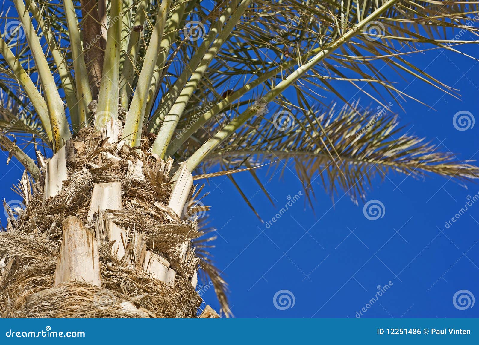 Palm Tree Fronds on Blue Sky Stock Photo - Image of blue, tree: 12251486