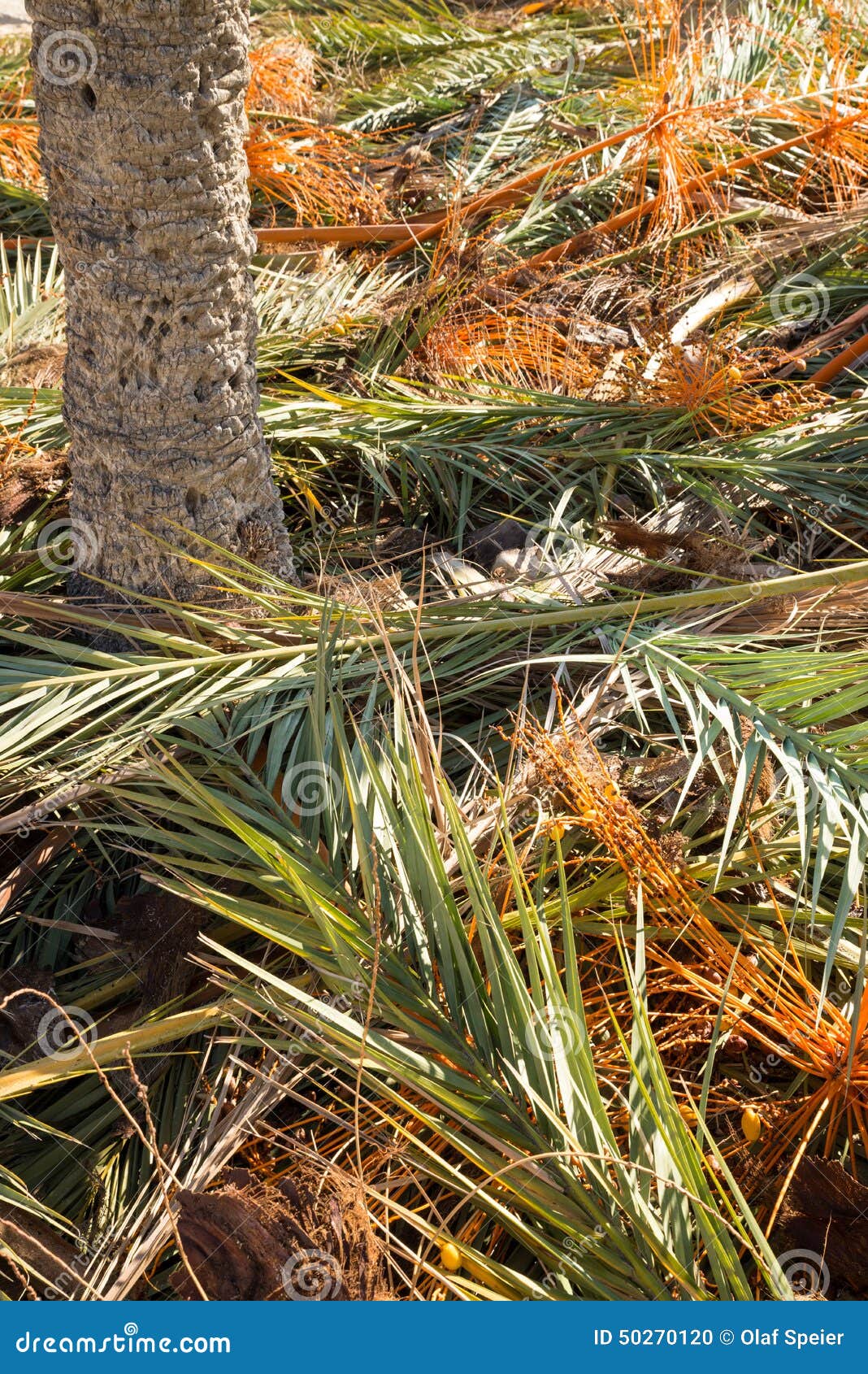 Palm tree fronds stock photo. Image of vegetation, trunk - 50270120