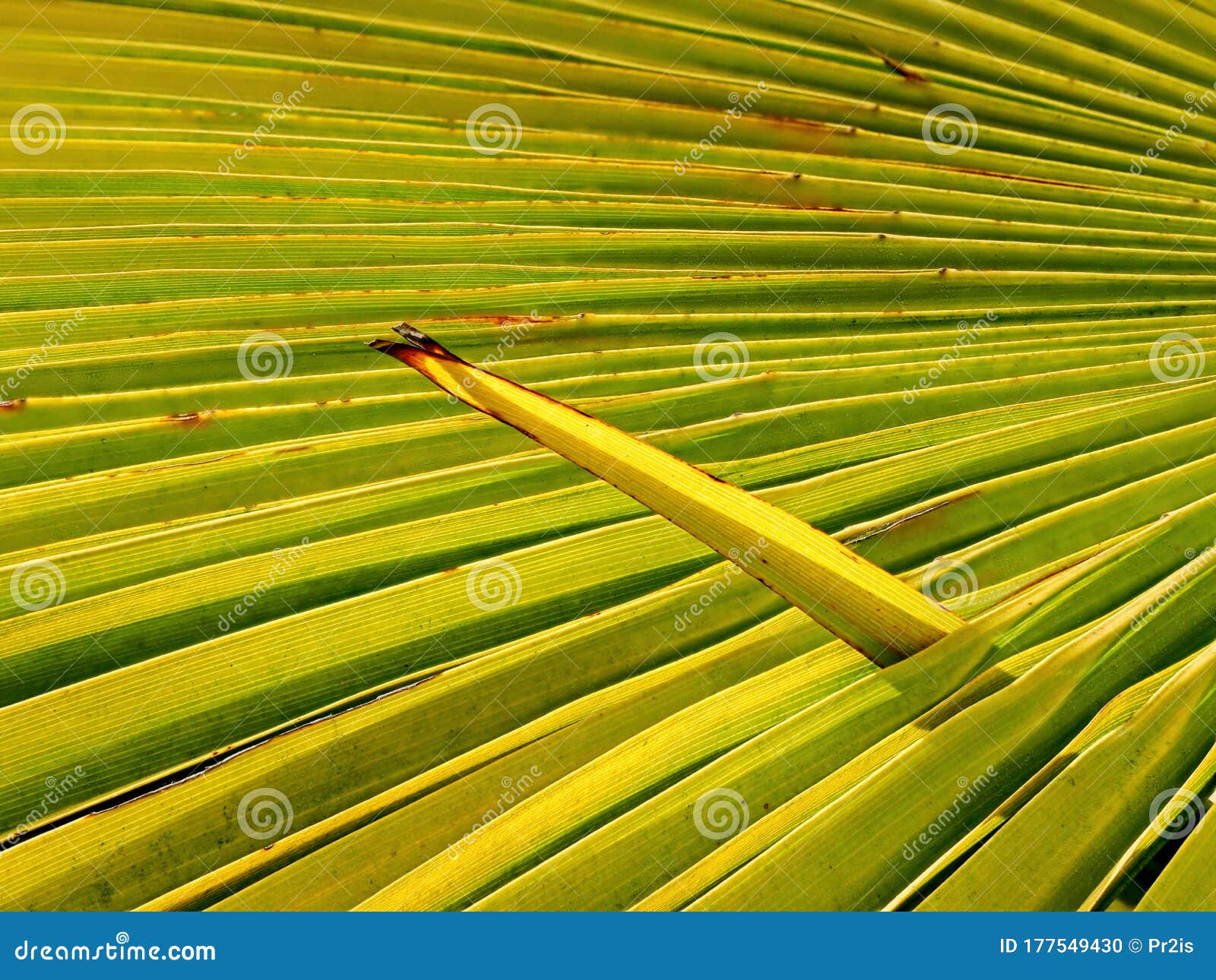 Palm tree fronds stock photo. Image of foliage, nature - 177549430